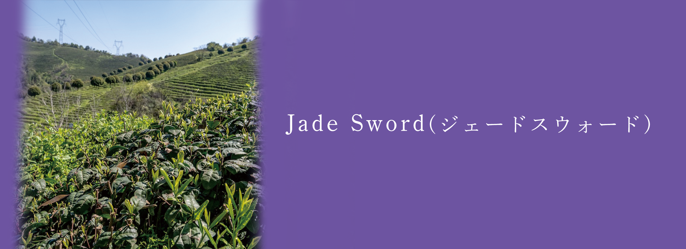 Jade Sword(ジェードスウォード) | 紅茶通販専門店JING TEA(ジンティー)【公式】